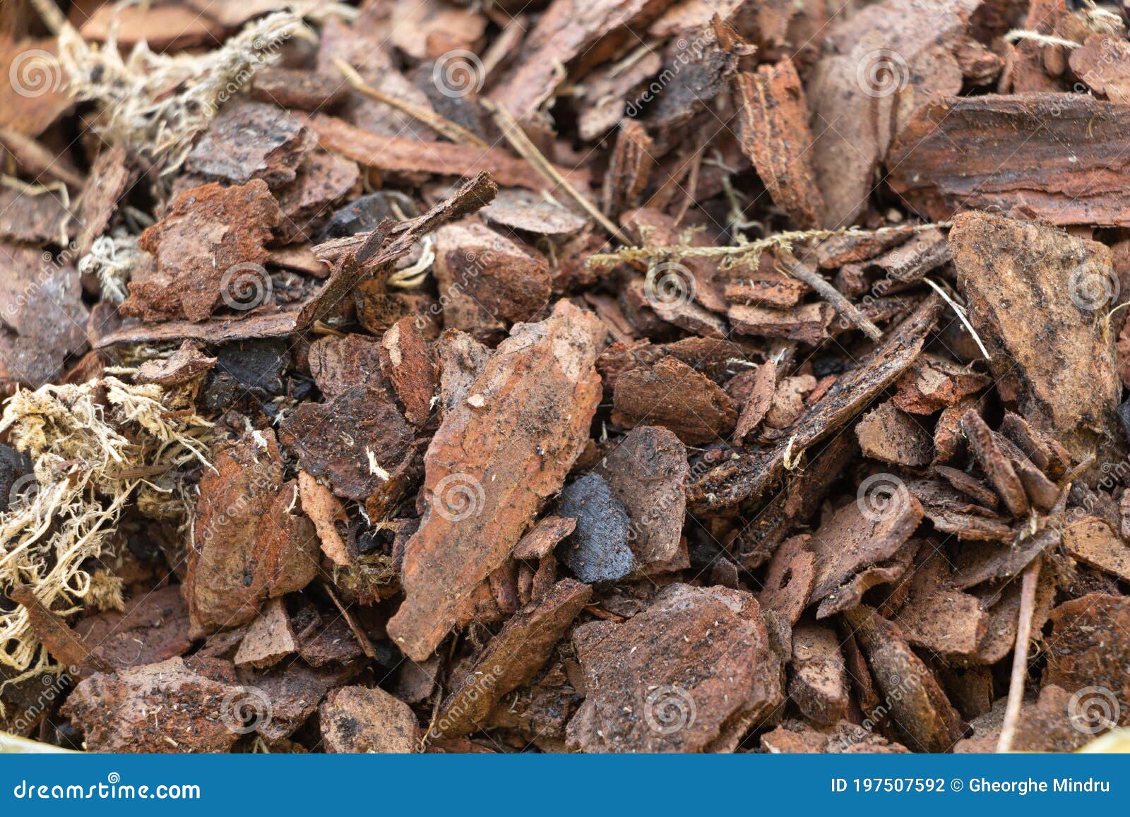 Orchid Substrate Made of Pine Bark, Textured Stock Photo - Image of ...