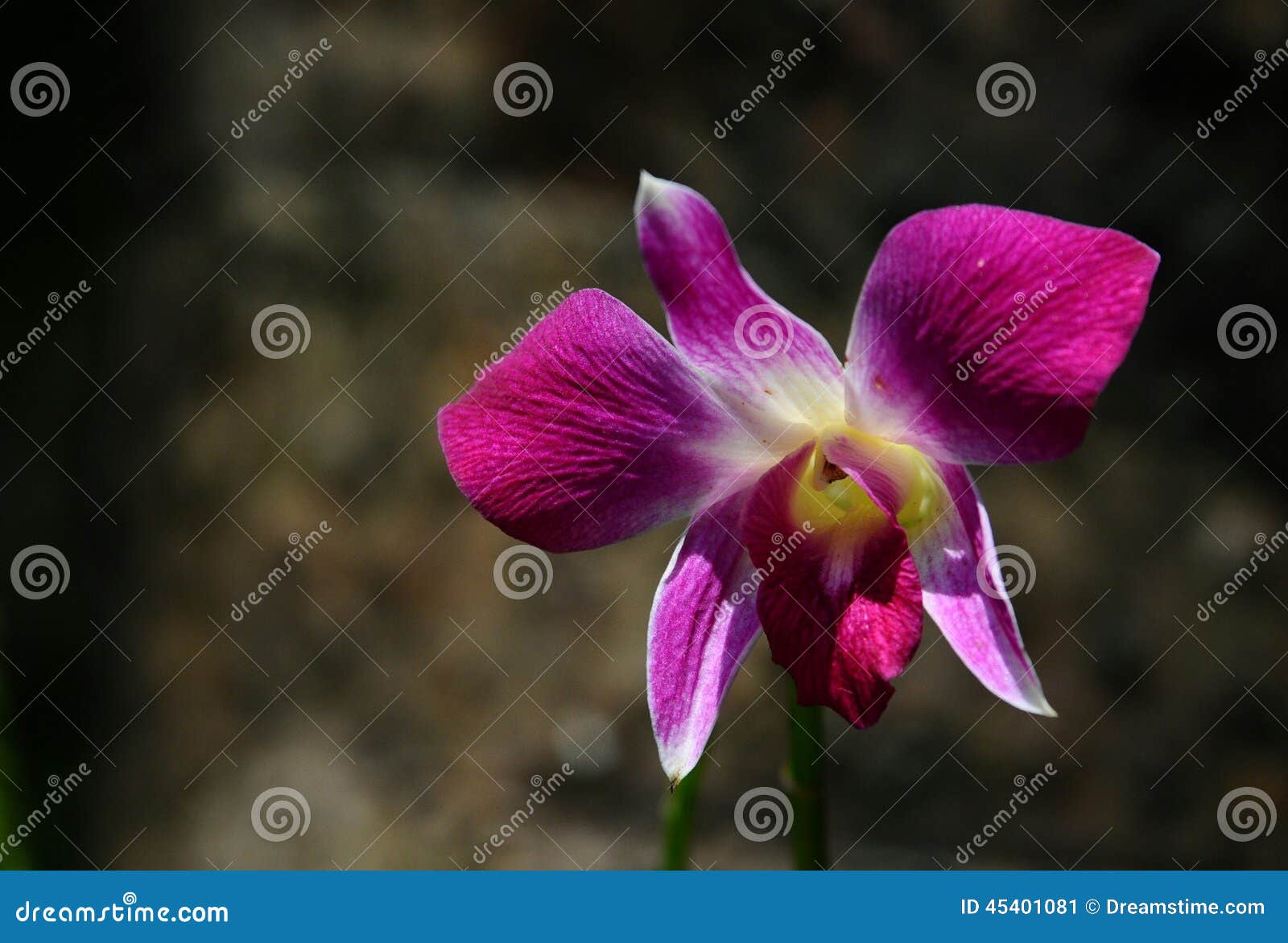 ORCHID THAILAND stock image. Image of orcnids, rink, thailand - 45401081