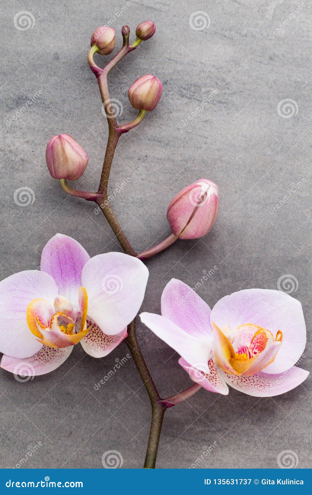 Spa Orchid Theme Objects on Grey Background Stock Image - Image of ...