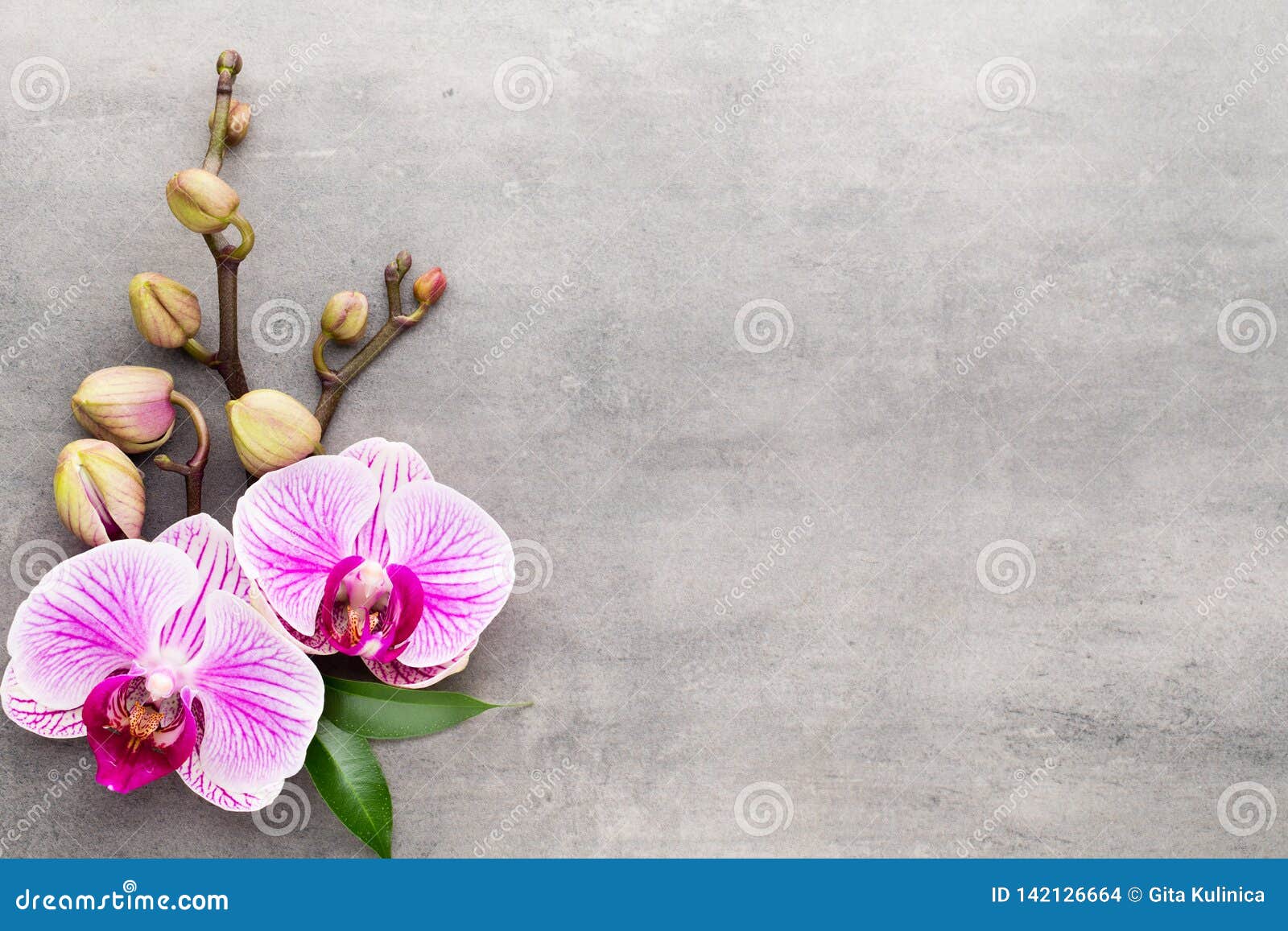 Spa Orchid Theme Objects on Grey Background Stock Photo - Image of ...