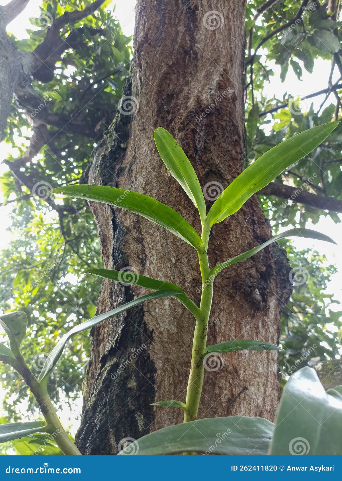 Orchid Tree Attached To a Big Tree Stock Photo - Image of trunk, orchid ...