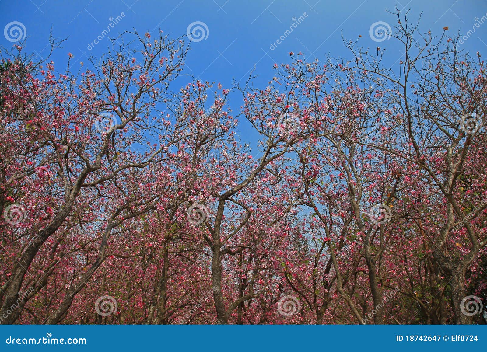 Bauhinia Variegata Or Pink Orchid Tree Flowers Royalty-Free Stock Photo ...