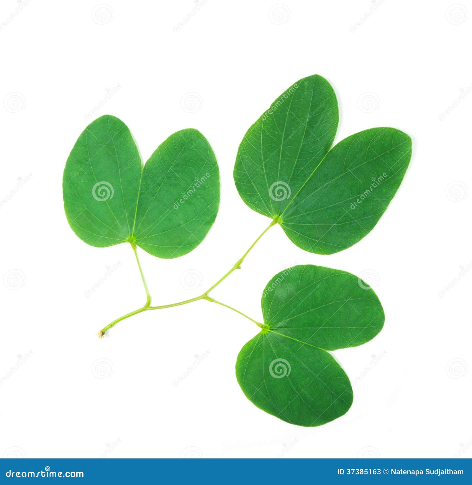Orchid Tree Leaf Isolated on the White Stock Image - Image of macro ...