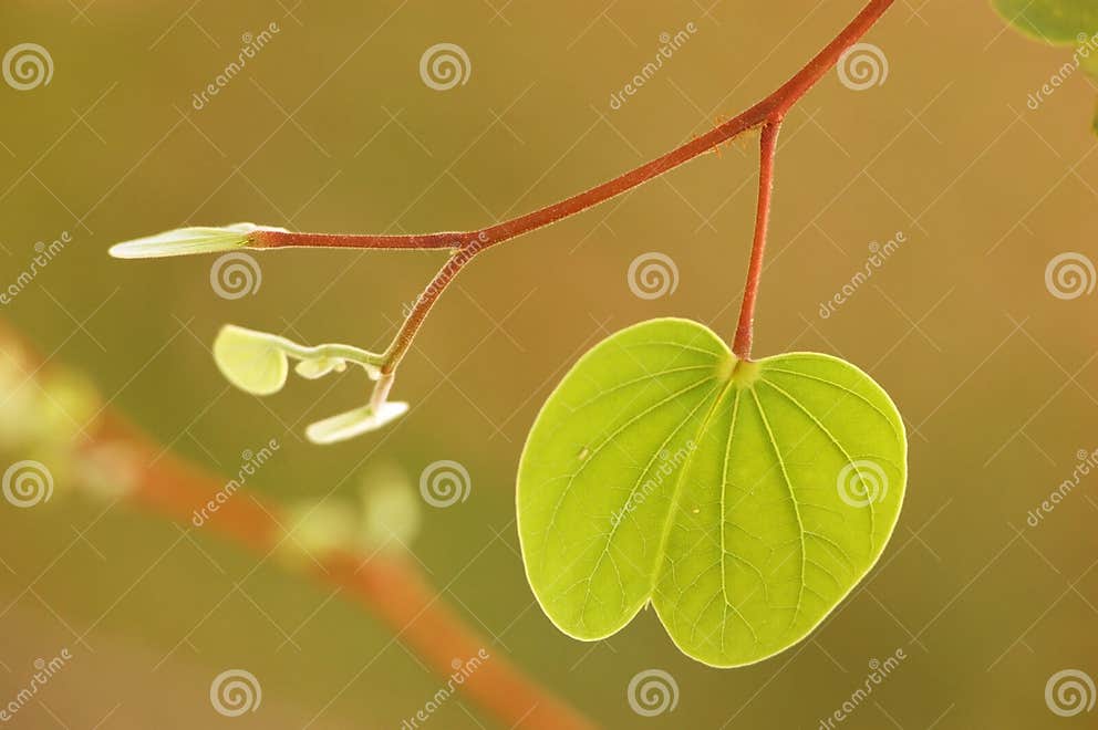 Orchid tree leaf stock photo. Image of wild, expand, nature - 82328472
