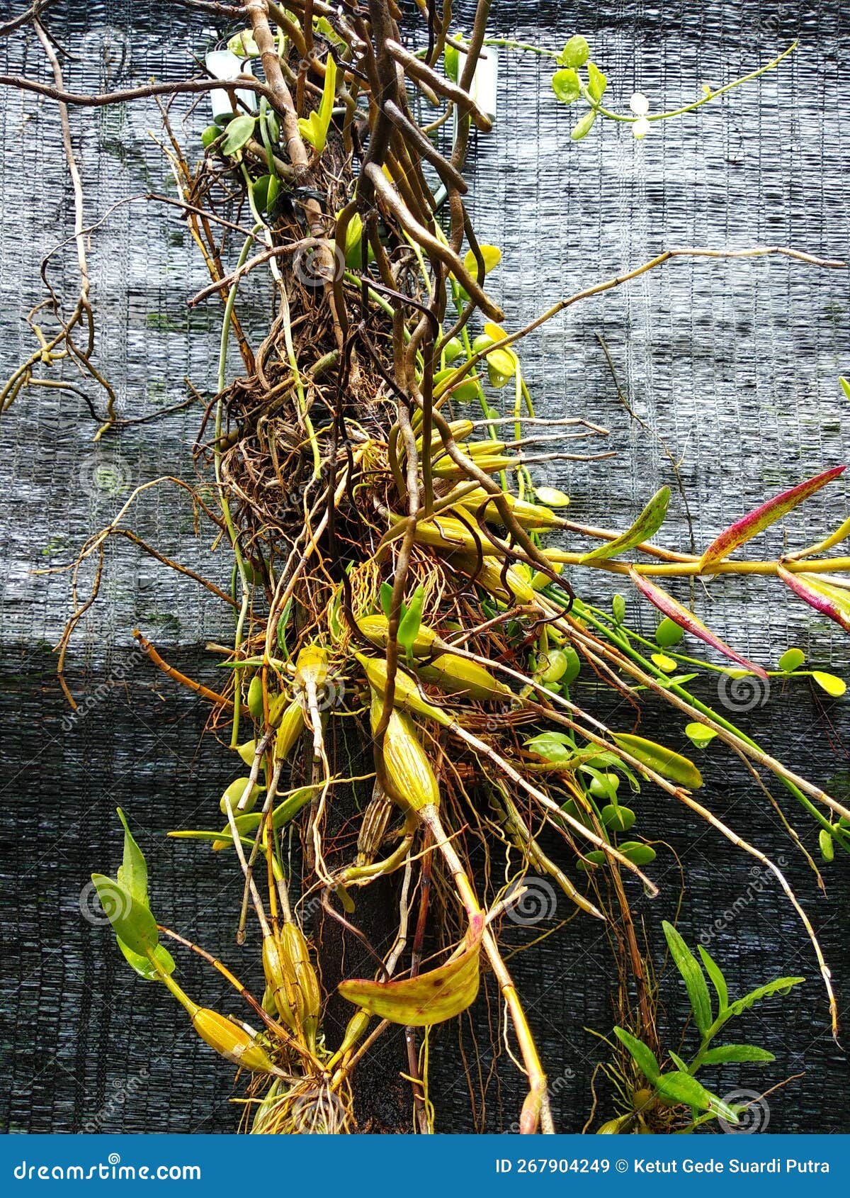 Orchid Tree with Many Fibrous Roots Stock Image - Image of orchid ...