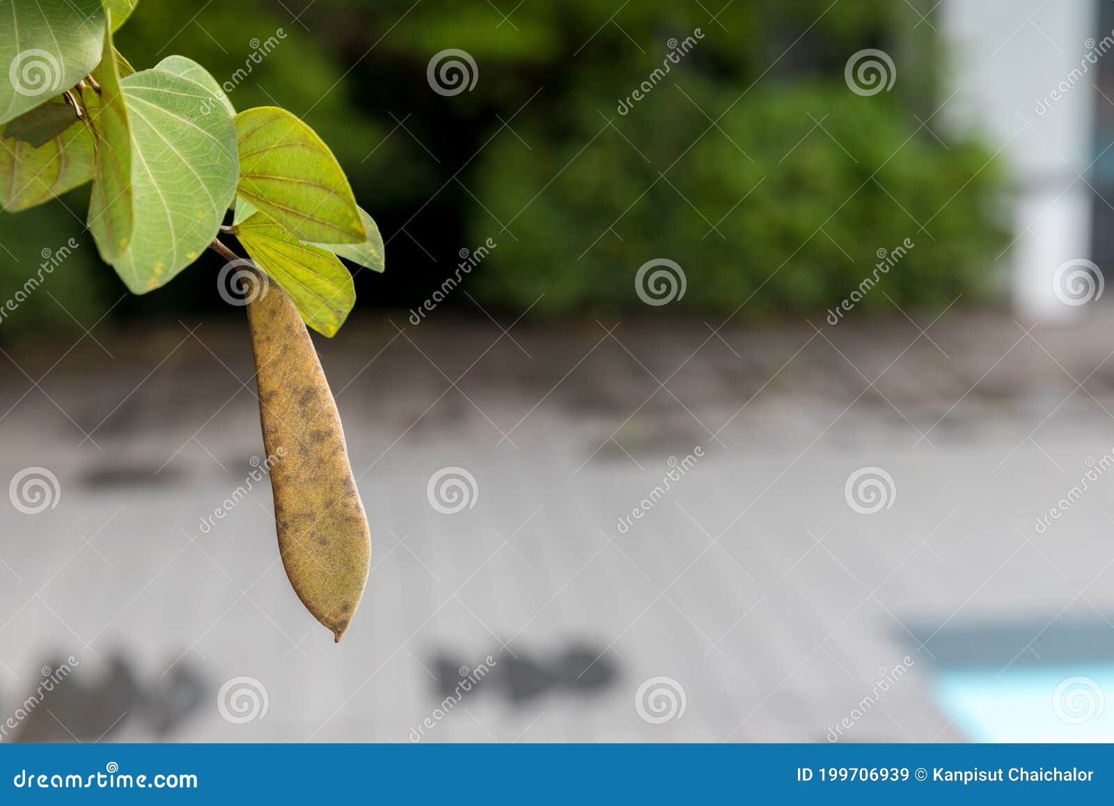 Orchid Tree Pod. Long Bauhinia Pod. Stock Image - Image of blossom ...