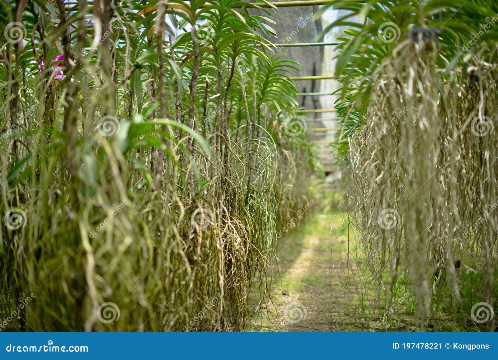 Orchid Trees Have Long Roots Stock Image - Image of green, cultivation ...