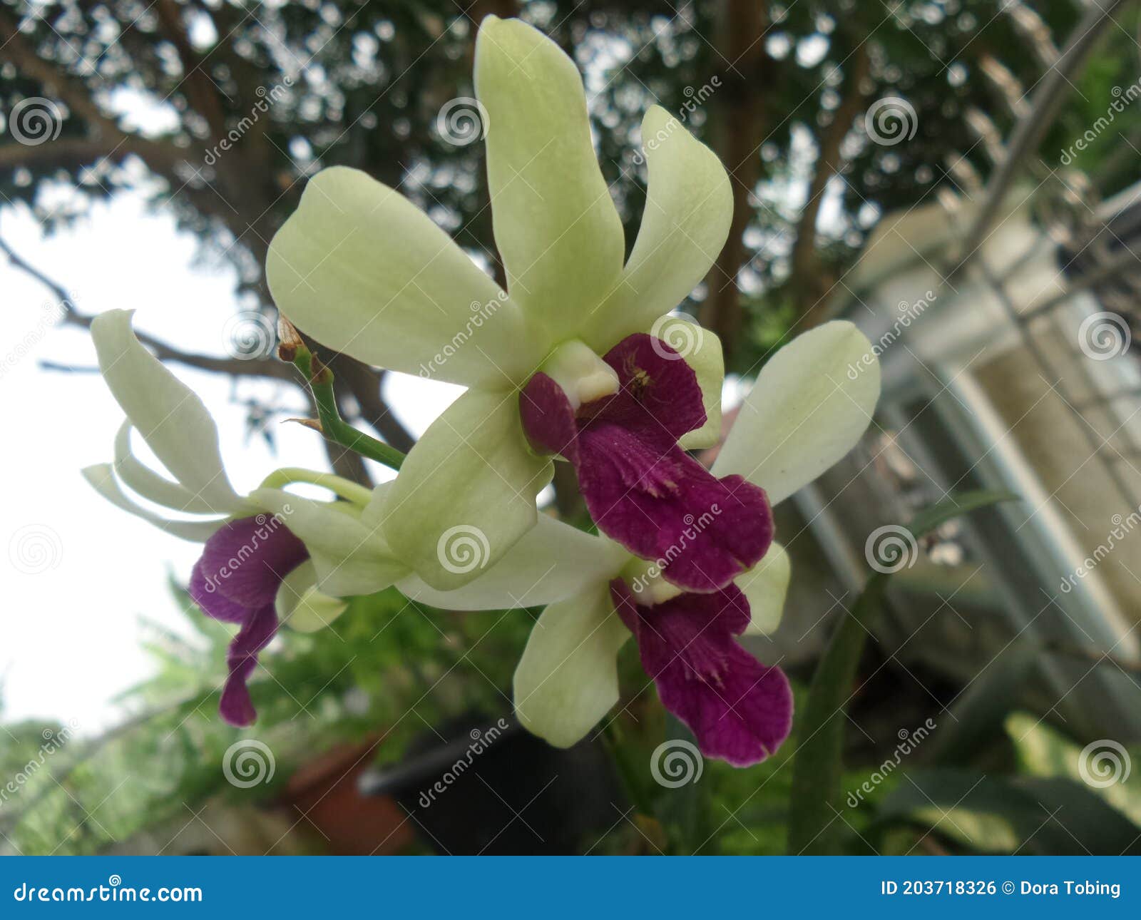 Orchid two colors stock photo. Image of flower, orchid - 203718326