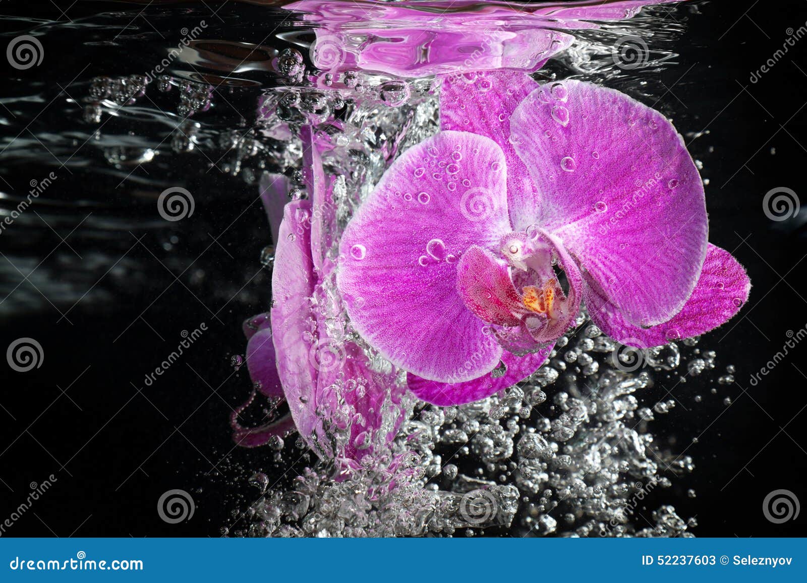 Orchid under water stock image. Image of orchid, macro - 52237603