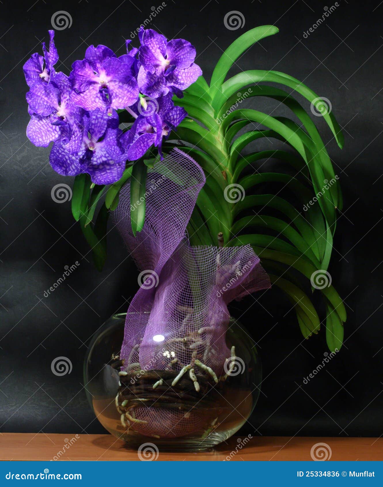 Orchid Vanda stock photo. Image of exotic, vase, ascocenda - 25334836