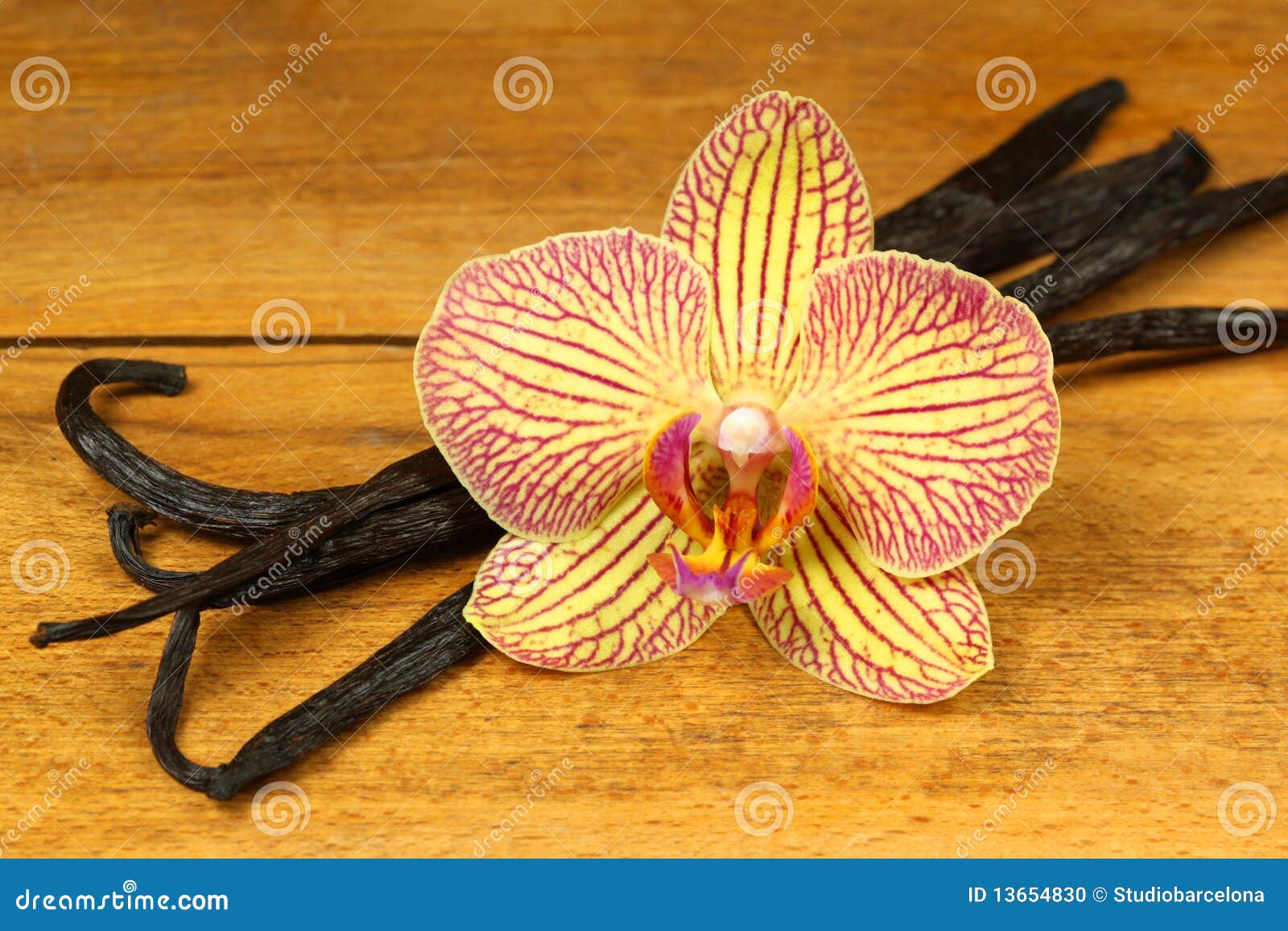 Orchid and vanilla pods stock photo. Image of ingredient - 13654830