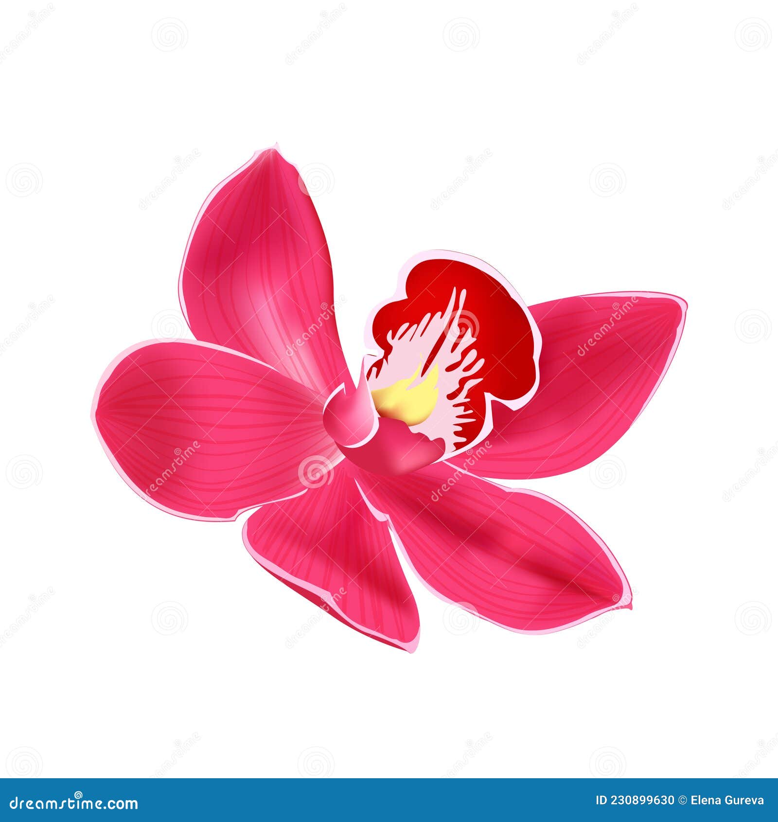 Orchid Vector Illustration. Realistic Bright Flower Isolated on White ...
