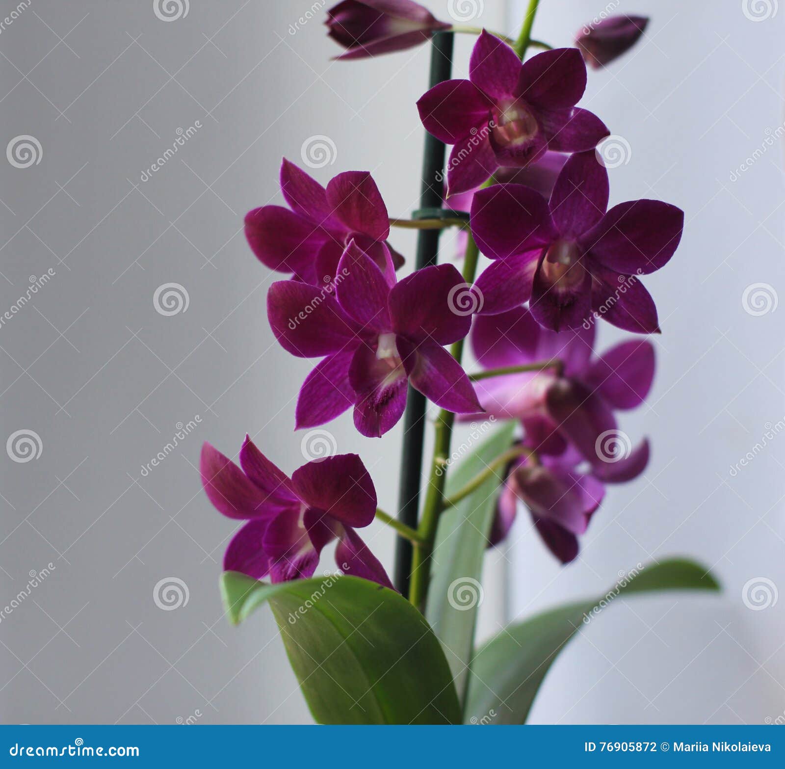 Orchid violet dendrobium stock photo. Image of orchid - 76905872