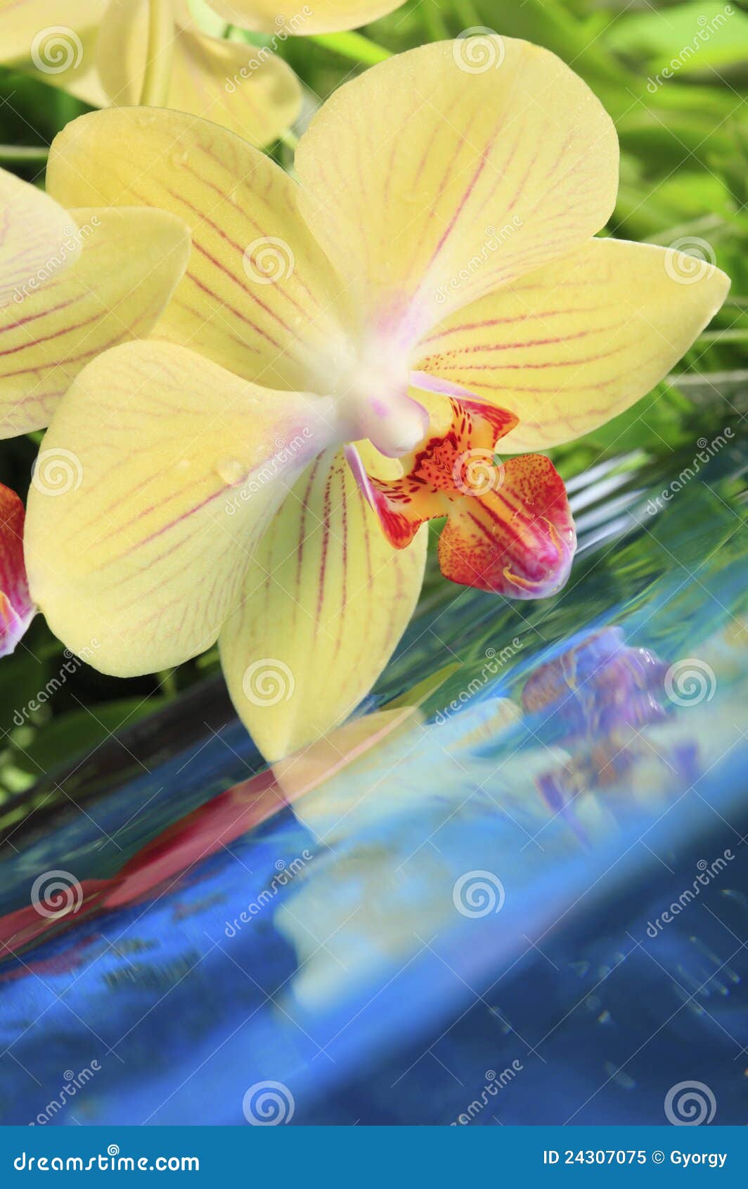 Orchid on the water stock image. Image of moth, freshness - 24307075