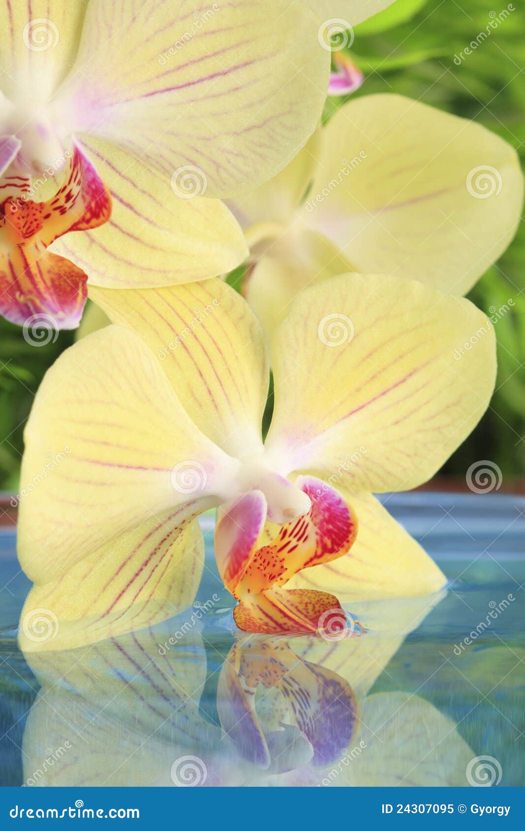 Orchid on the water stock image. Image of reflection - 24307095