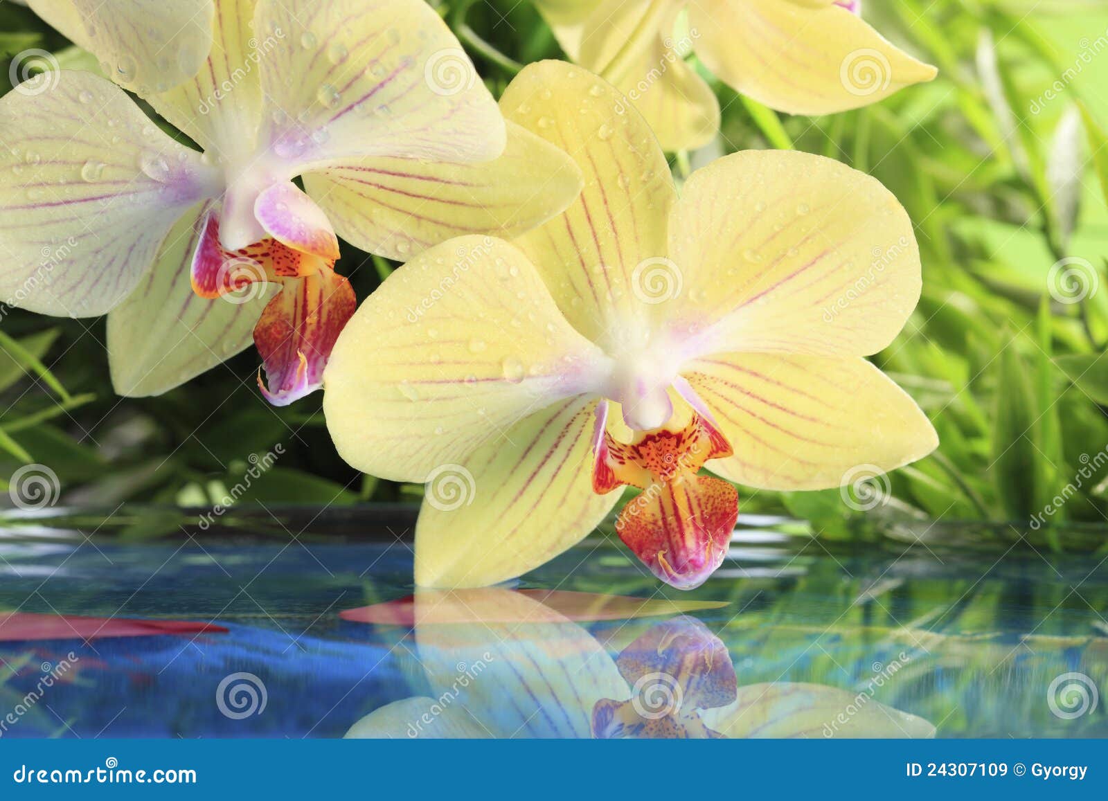 Orchid on the water stock image. Image of beauty, reflection - 24307109