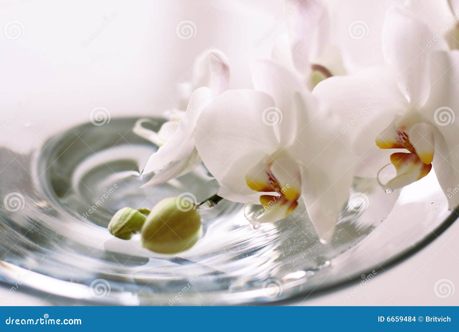 Orchid In Water Picture. Image: 6659484