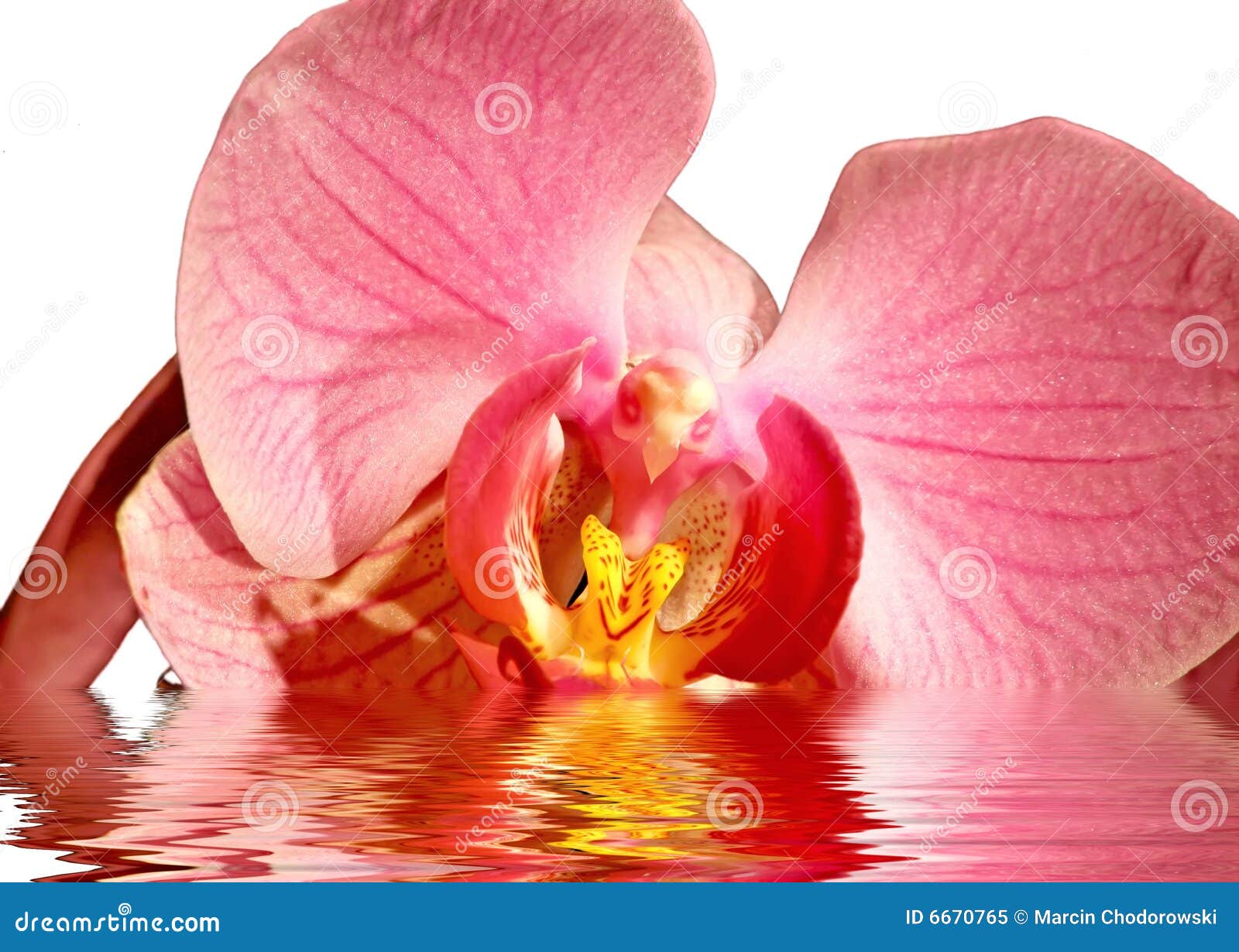 Orchid in water stock image. Image of flowers, petals - 6670765