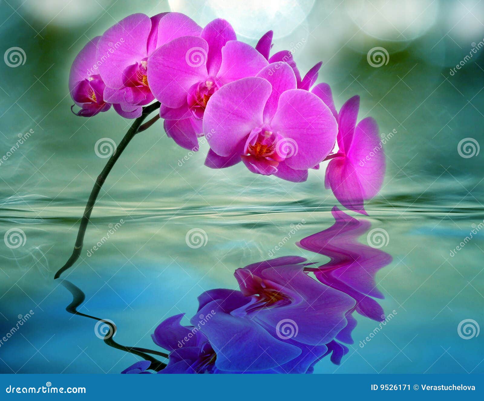 Orchid in water stock image. Image of gift, single, blossom - 9526171