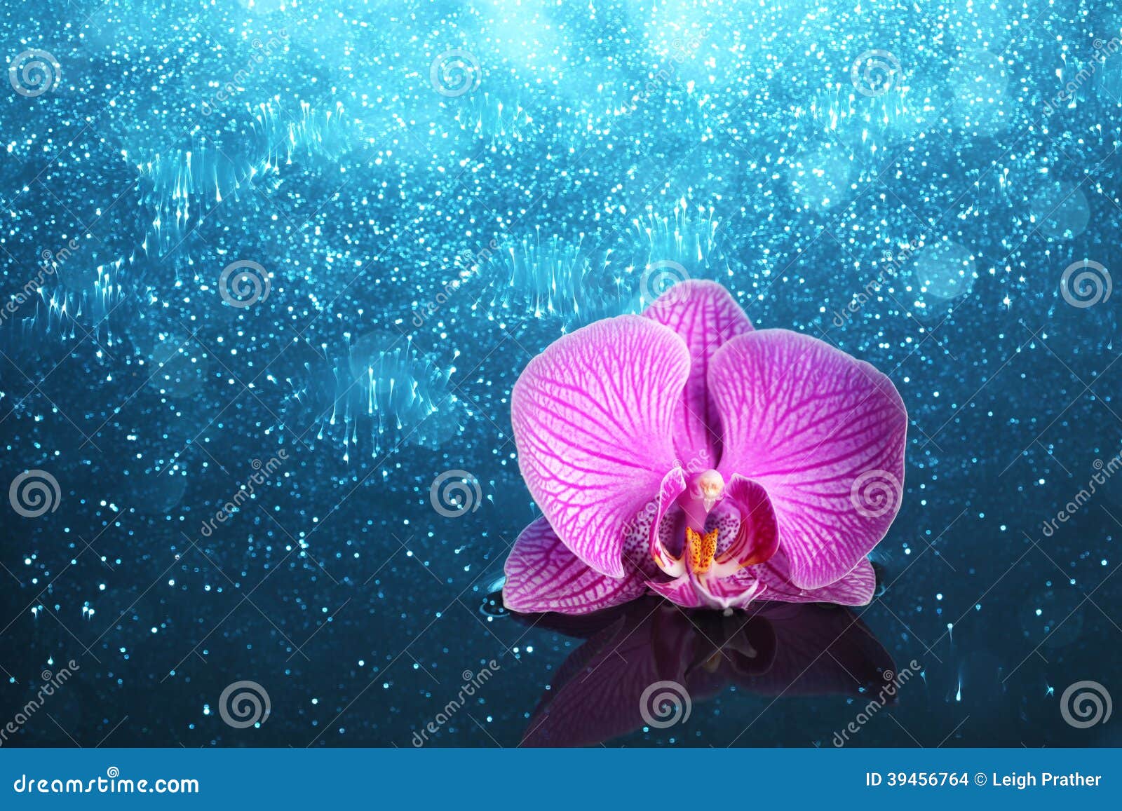 Orchid in water stock photo. Image of glow, liquid, bright - 39456764