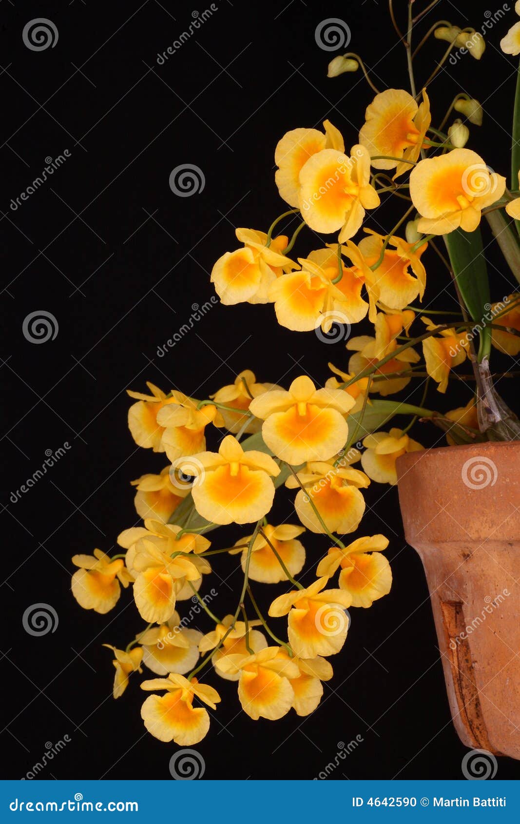 Orchid: yellow Dendrobium stock photo. Image of dendrobium - 4642590