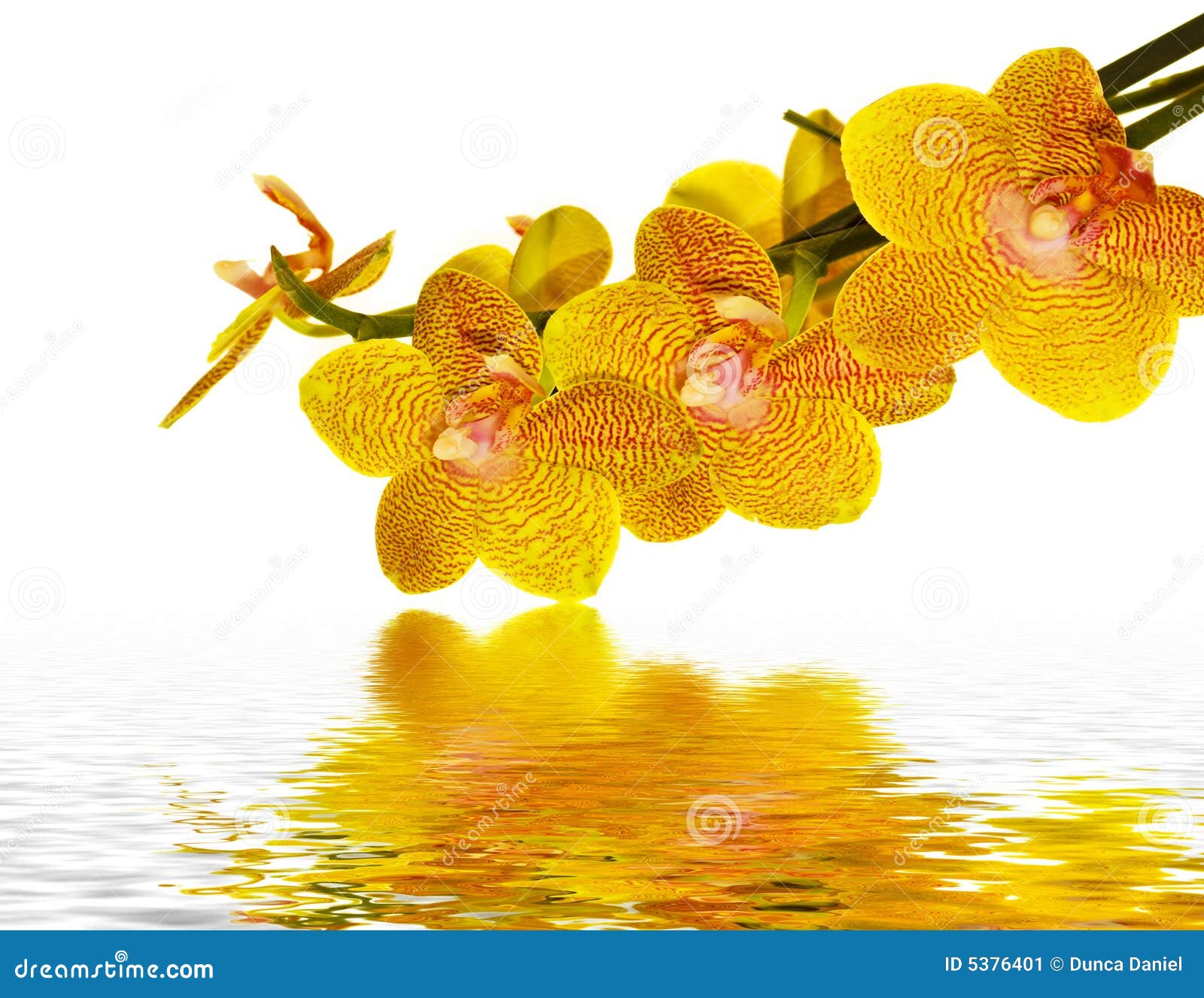 Orchid Yellow Flowers with Water Reflection Stock Image - Image of ...