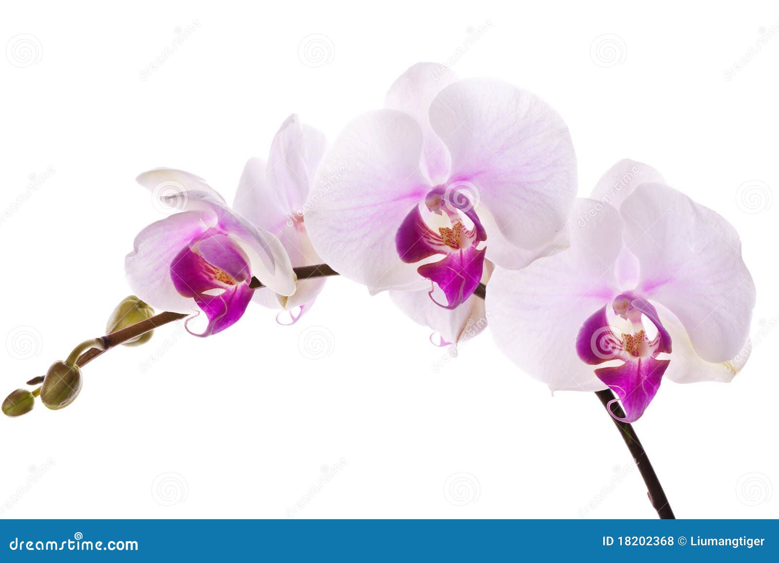 Orchidea fotografia stock. Immagine di pianta, botanica - 18202368