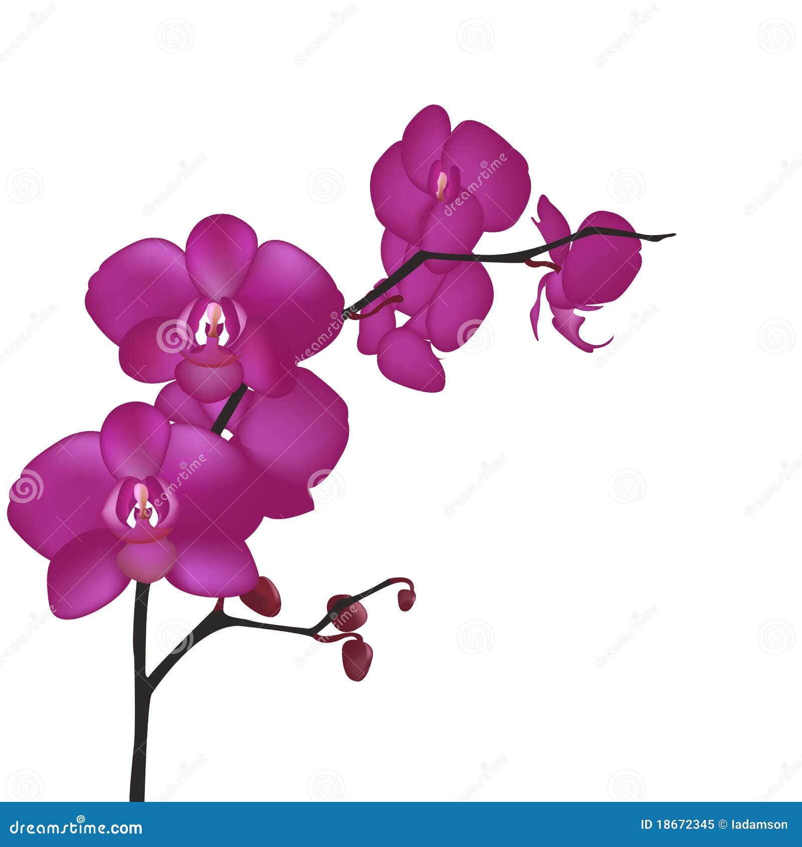 Orchidea illustrazione vettoriale. Illustrazione di nave - 18672345