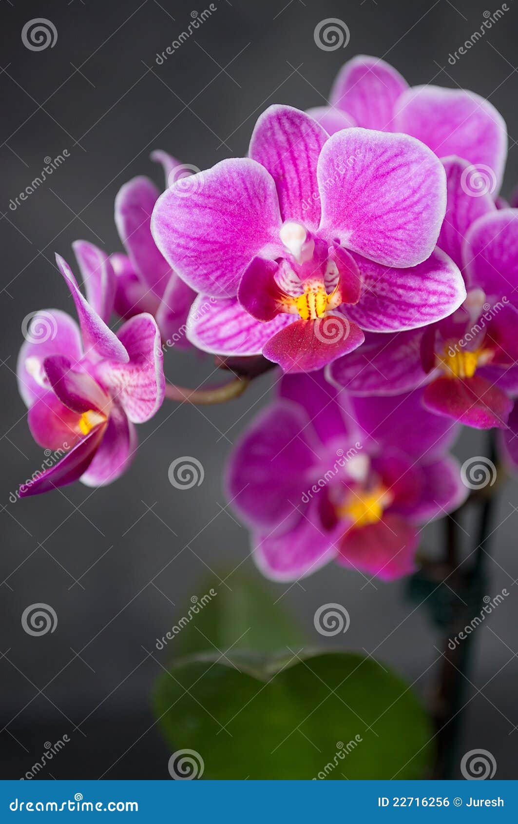 Orchidea stock photo. Image of garden, elegant, beautiful - 22716256