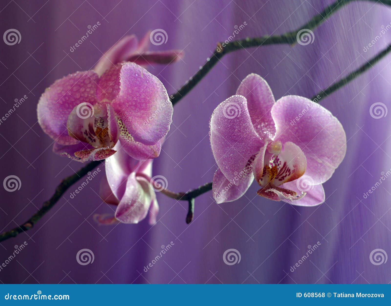 Orchidea - 3 fotografia stock. Immagine di petali, viola - 608568