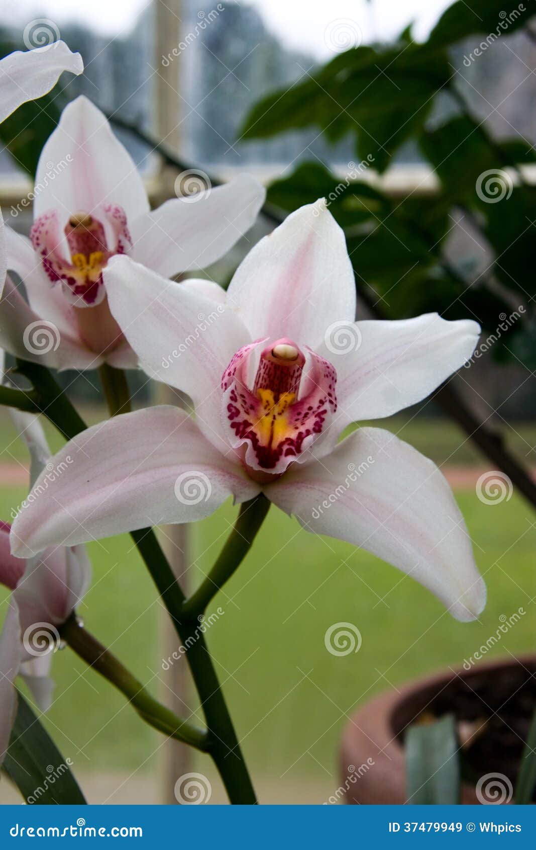 Orchidea immagine stock. Immagine di botanico, piante - 37479949