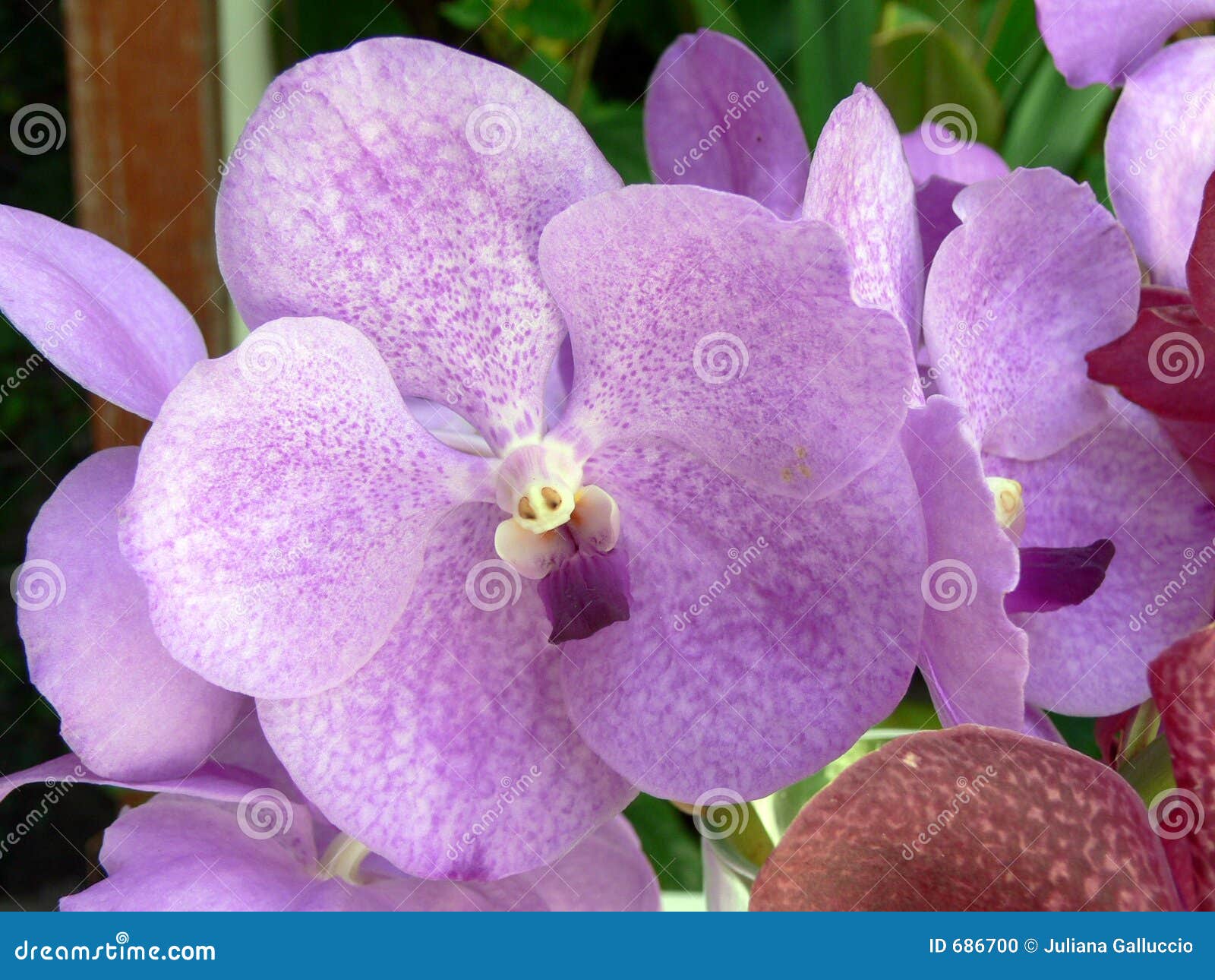 Orchidea Arrangement stock photo. Image of flowers, original - 686700