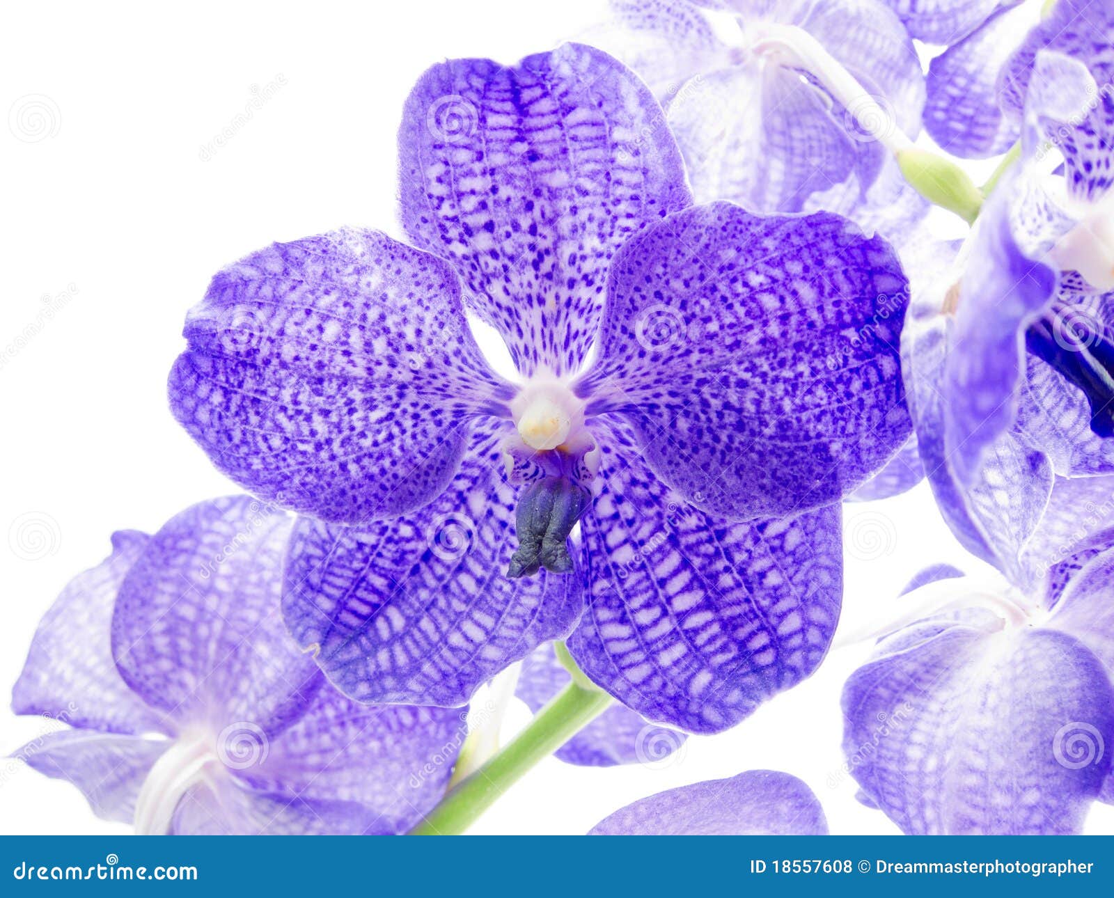 Orchidea blu fotografia stock. Immagine di macro, fiore - 18557608