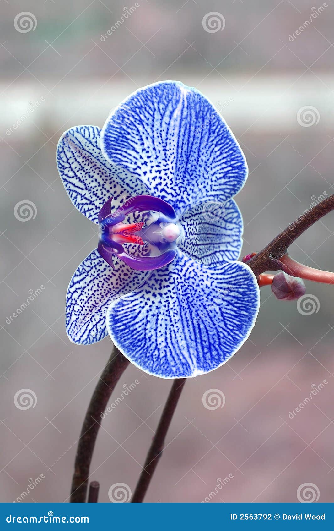 Orchidea blu fotografia stock. Immagine di petalo, orticoltura - 2563792