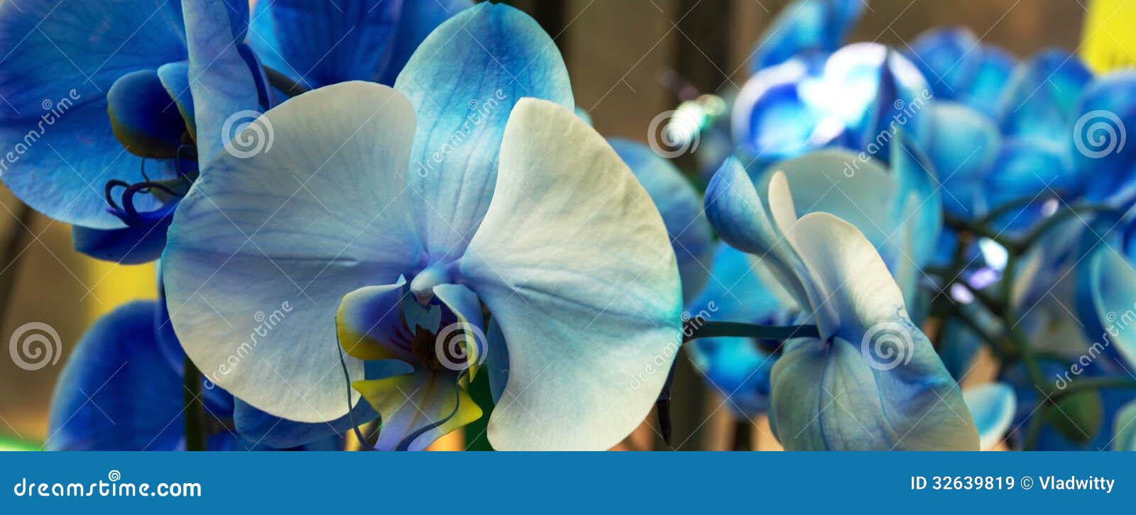 Orchidea blu immagine stock. Immagine di germoglio, stamina - 32639819