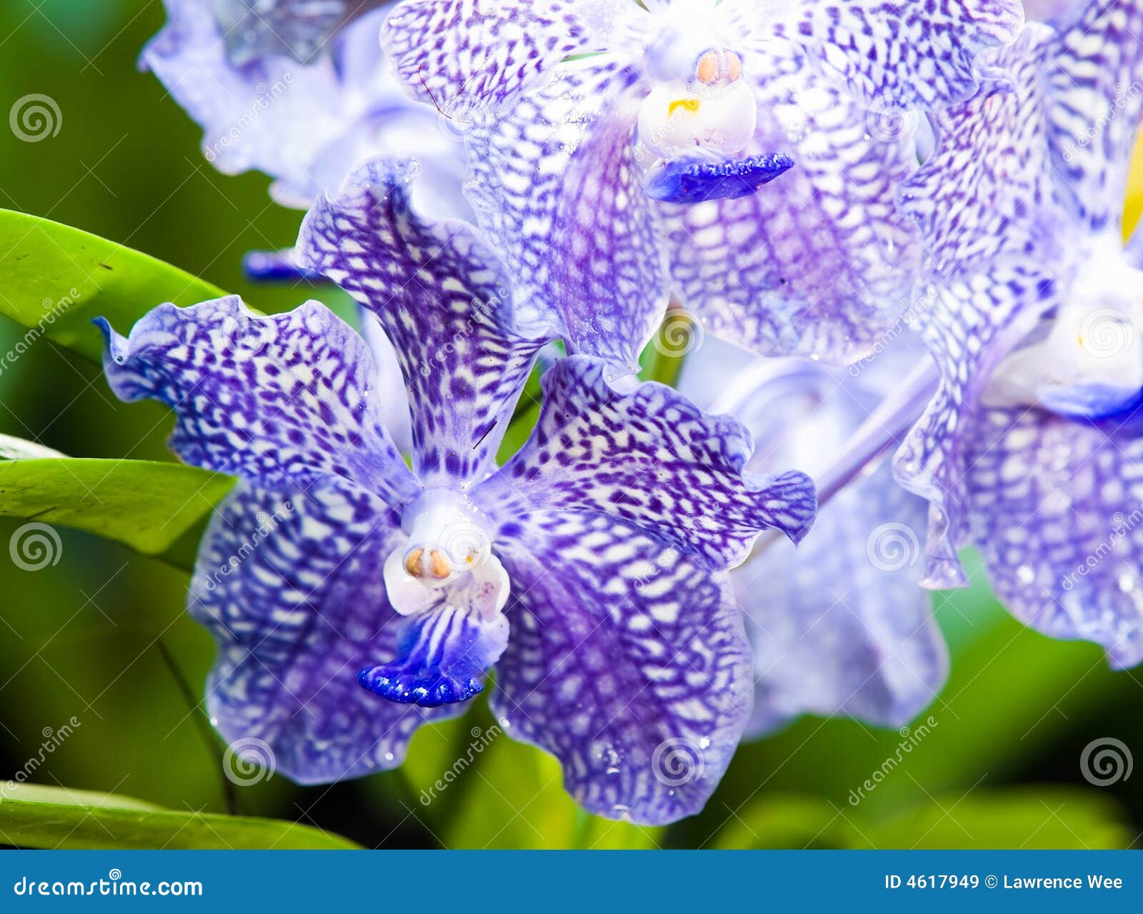 Orchidea blu immagine stock. Immagine di giardini, inflorescenza - 4617949