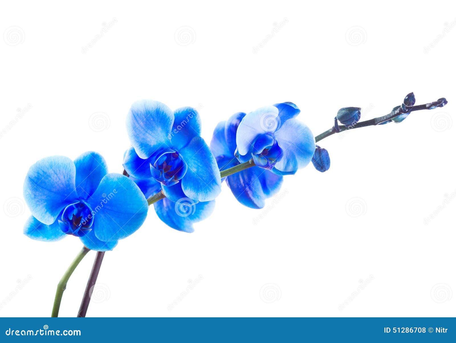 Orchidea blu fotografia stock. Immagine di floreale, molla - 51286708