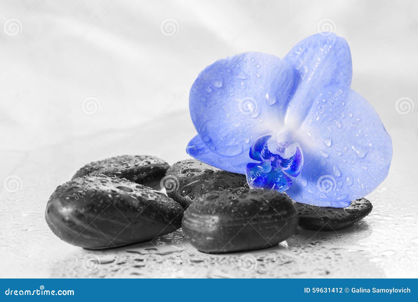 Orchidea Blu Con La Riflessione in Acqua Fotografia Stock - Immagine di ...