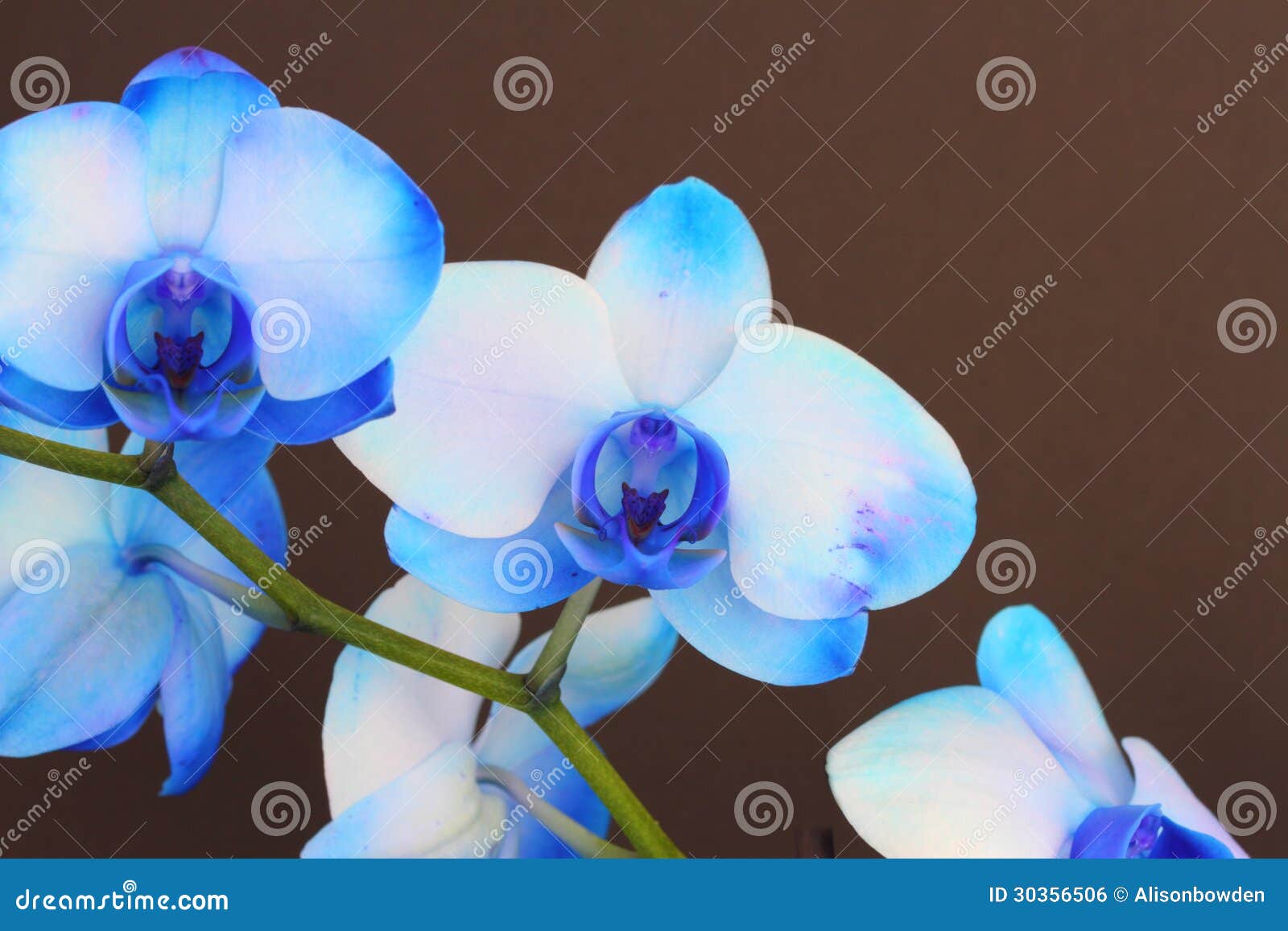 Orchidea Blu Di Phalaenopsis Fotografia Stock - Immagine di esotico ...