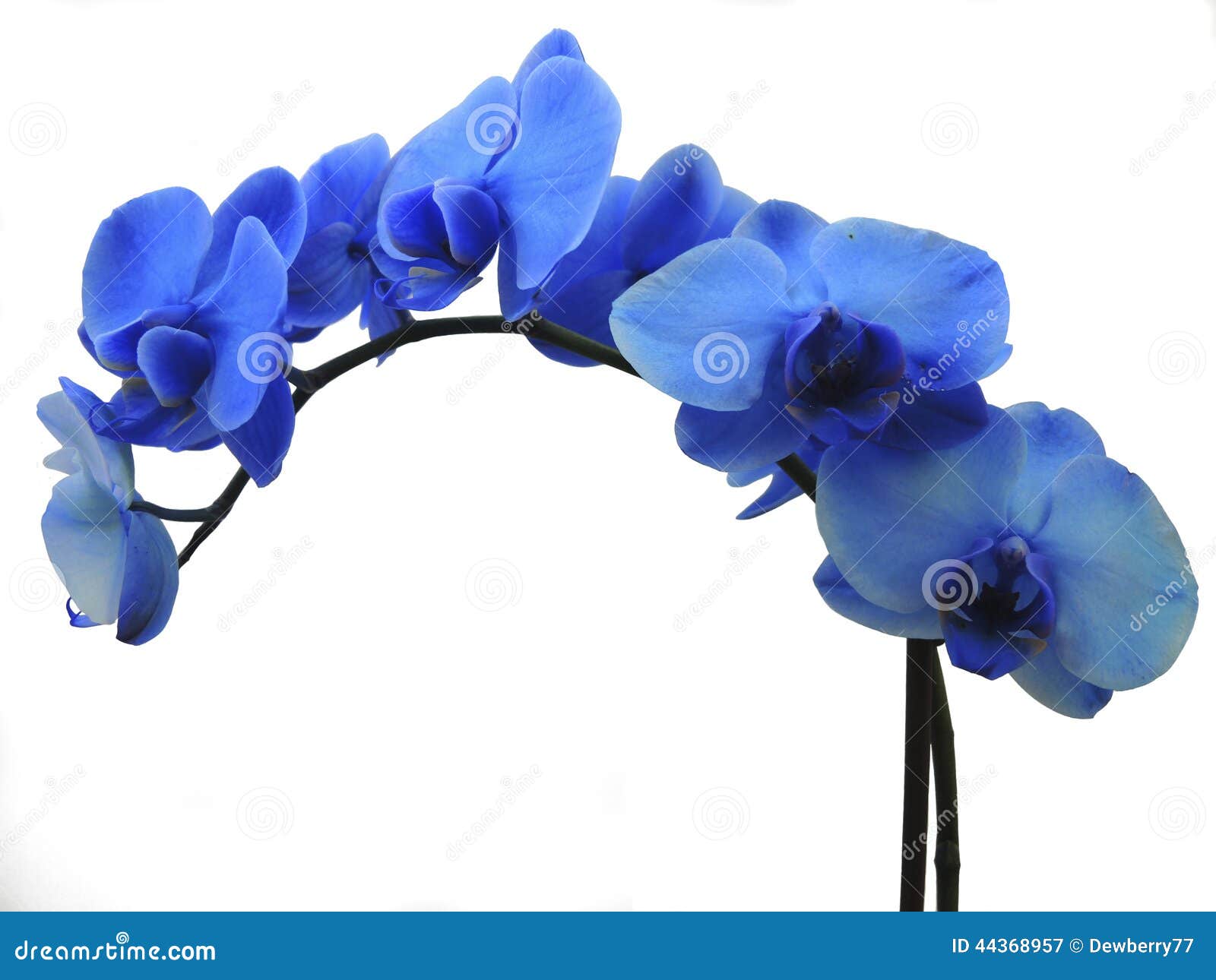 Orchidea Blu Di Phalaenopsis Immagine Stock - Immagine di fiore, pianta ...