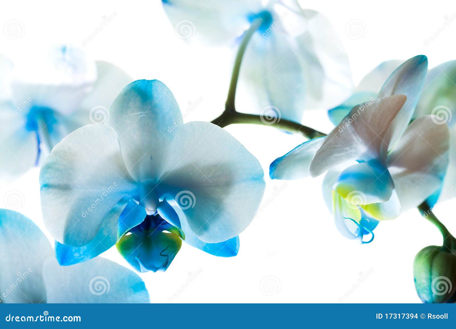 Orchidea blu scuro fotografia stock. Immagine di floreale - 17317394