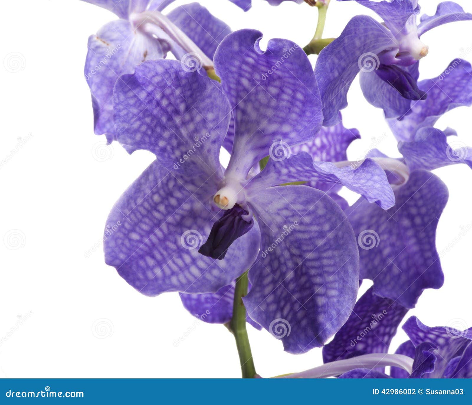 Red Vanda Or Vanda Coerulea Griff. Royalty-Free Stock Photography ...