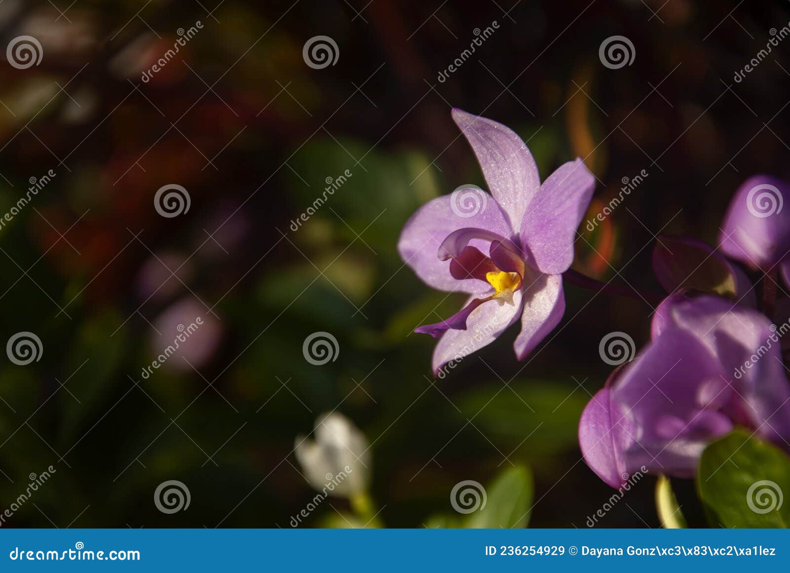 Violet magic stock image. Image of garden, closeup, magic - 236254929