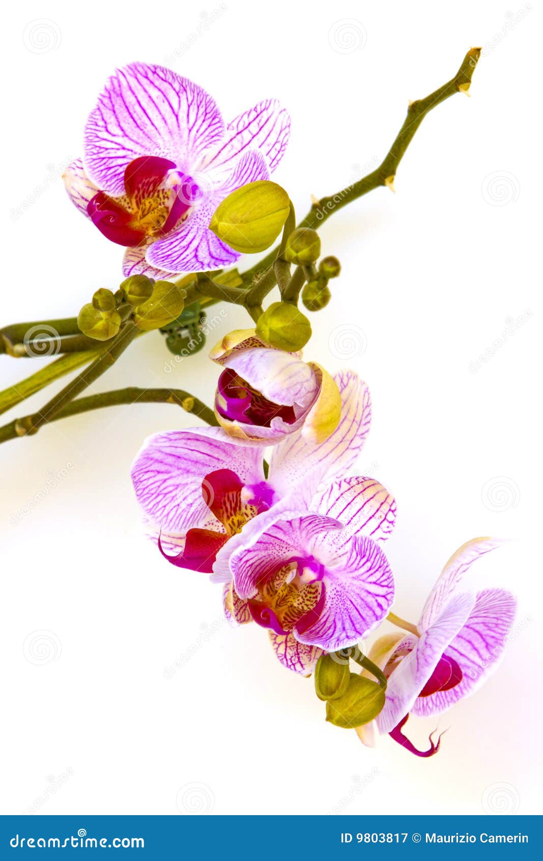 Orchidea Flower stock image. Image of garden, flora, florist - 9803817