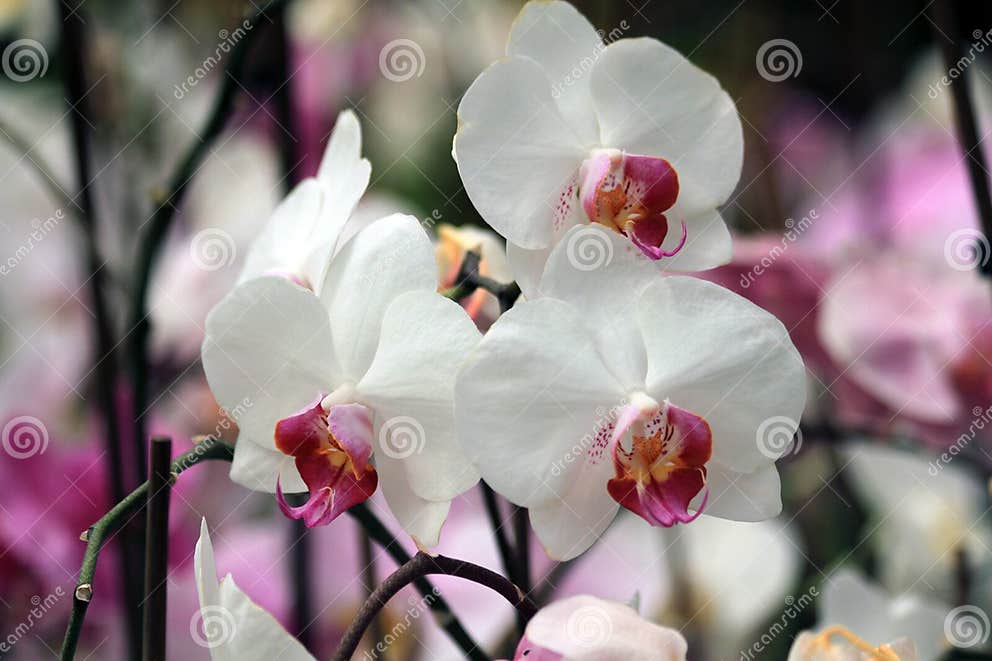 Orchidea flowers texture stock image. Image of flower - 320051257