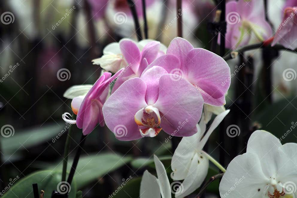Orchidea flowers texture stock photo. Image of plant - 330489090