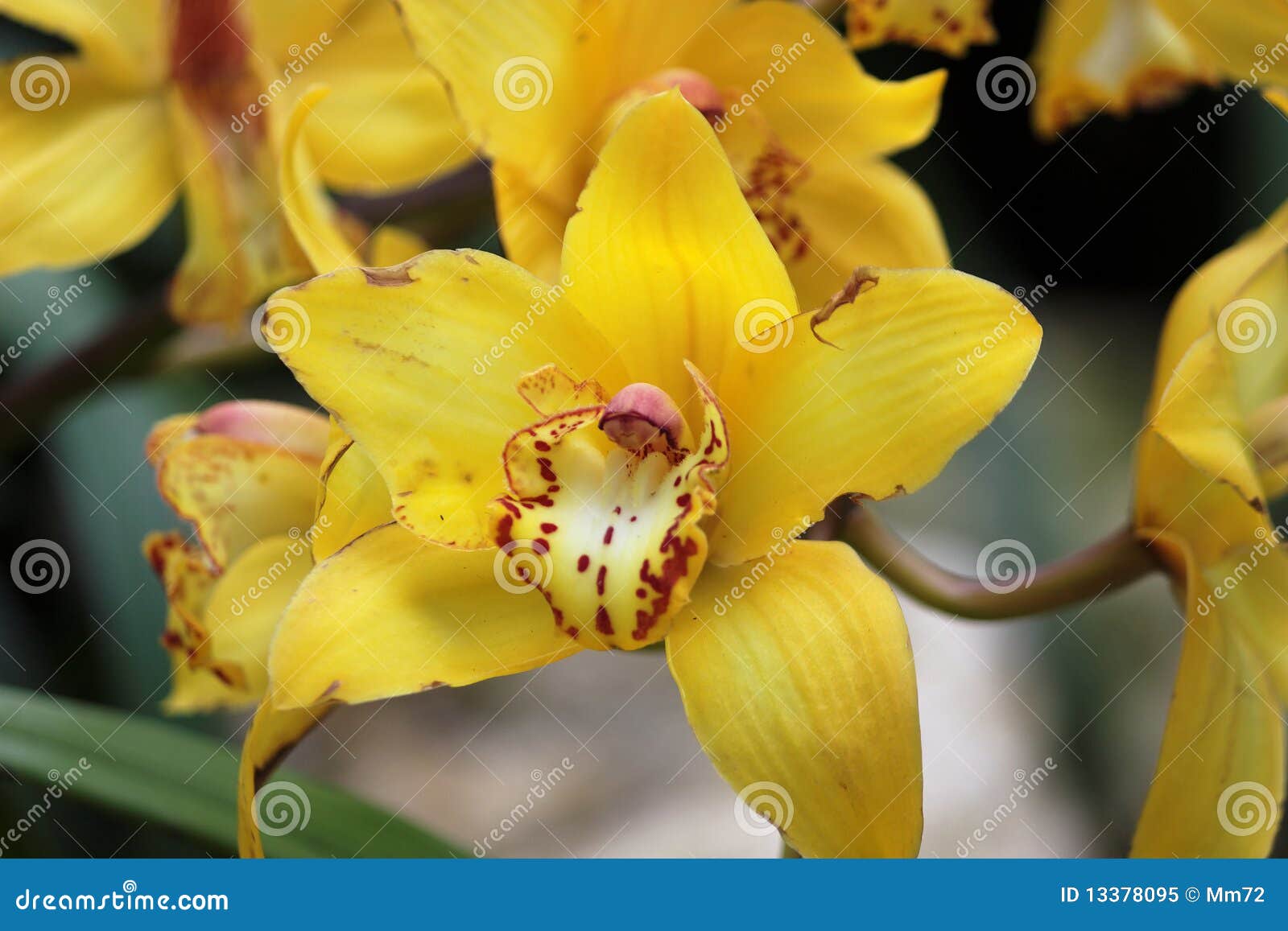 Orchidea Gialla stock image. Image of london, orchids - 13378095