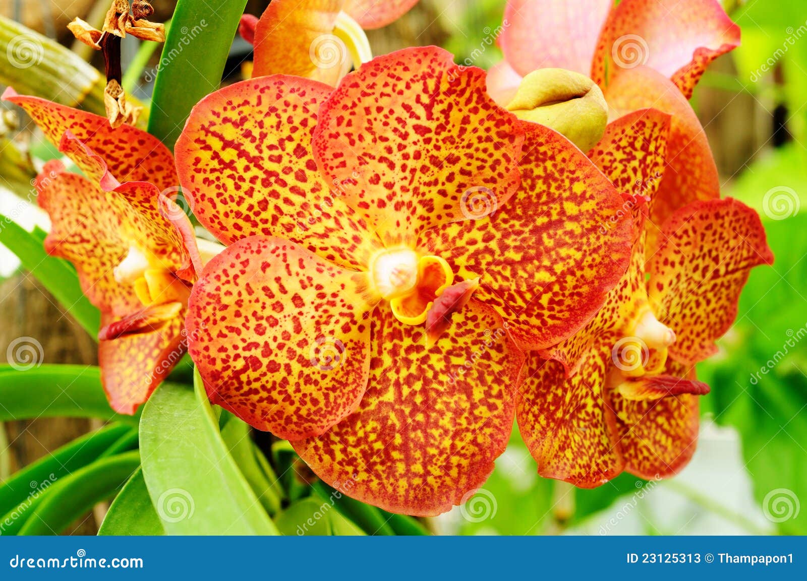 Orchidea Marrone Ed Arancione Tailandese Immagine Stock - Immagine di ...