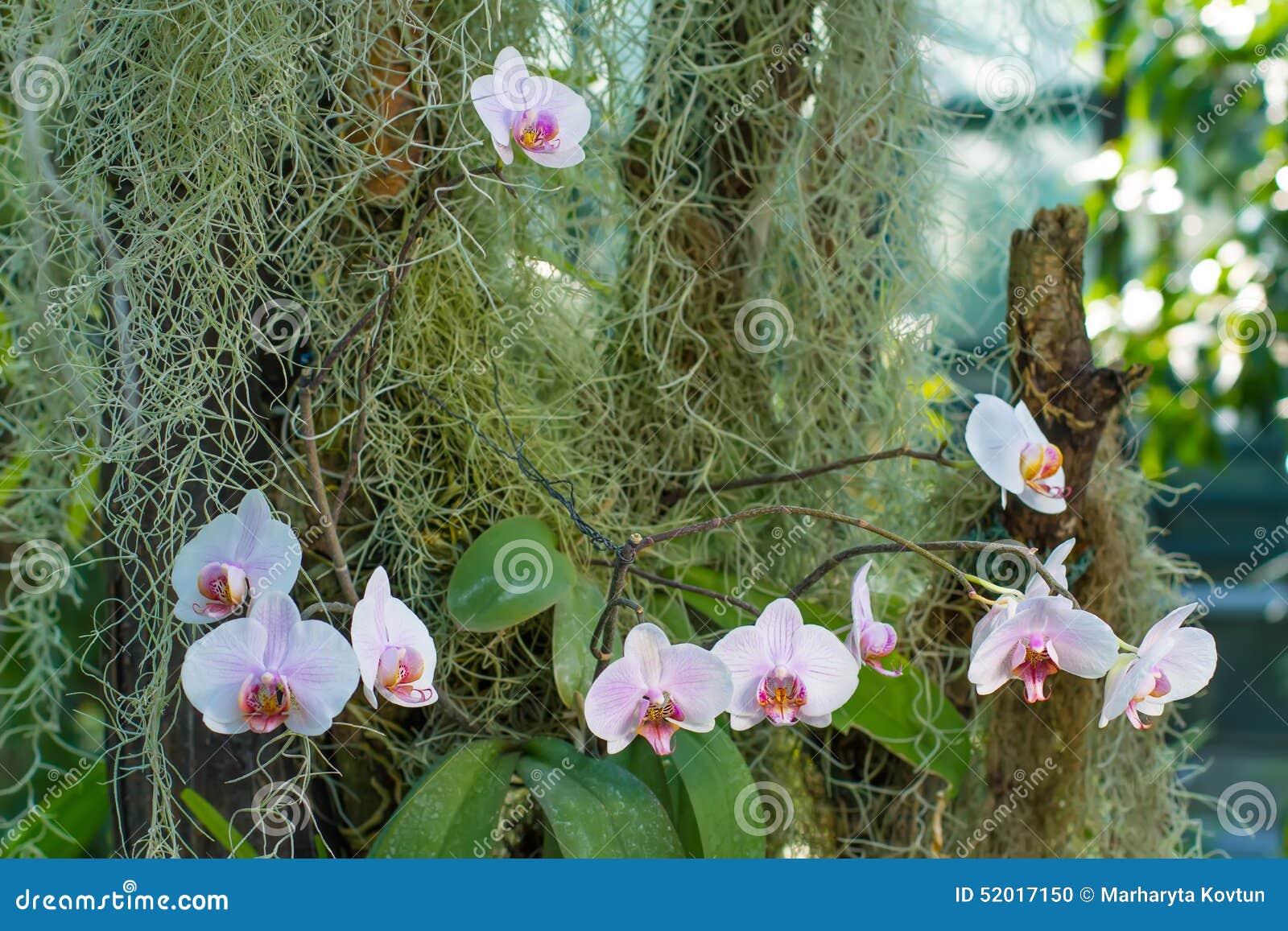 Orchidea in natura fotografia stock. Immagine di esclusivo - 52017150