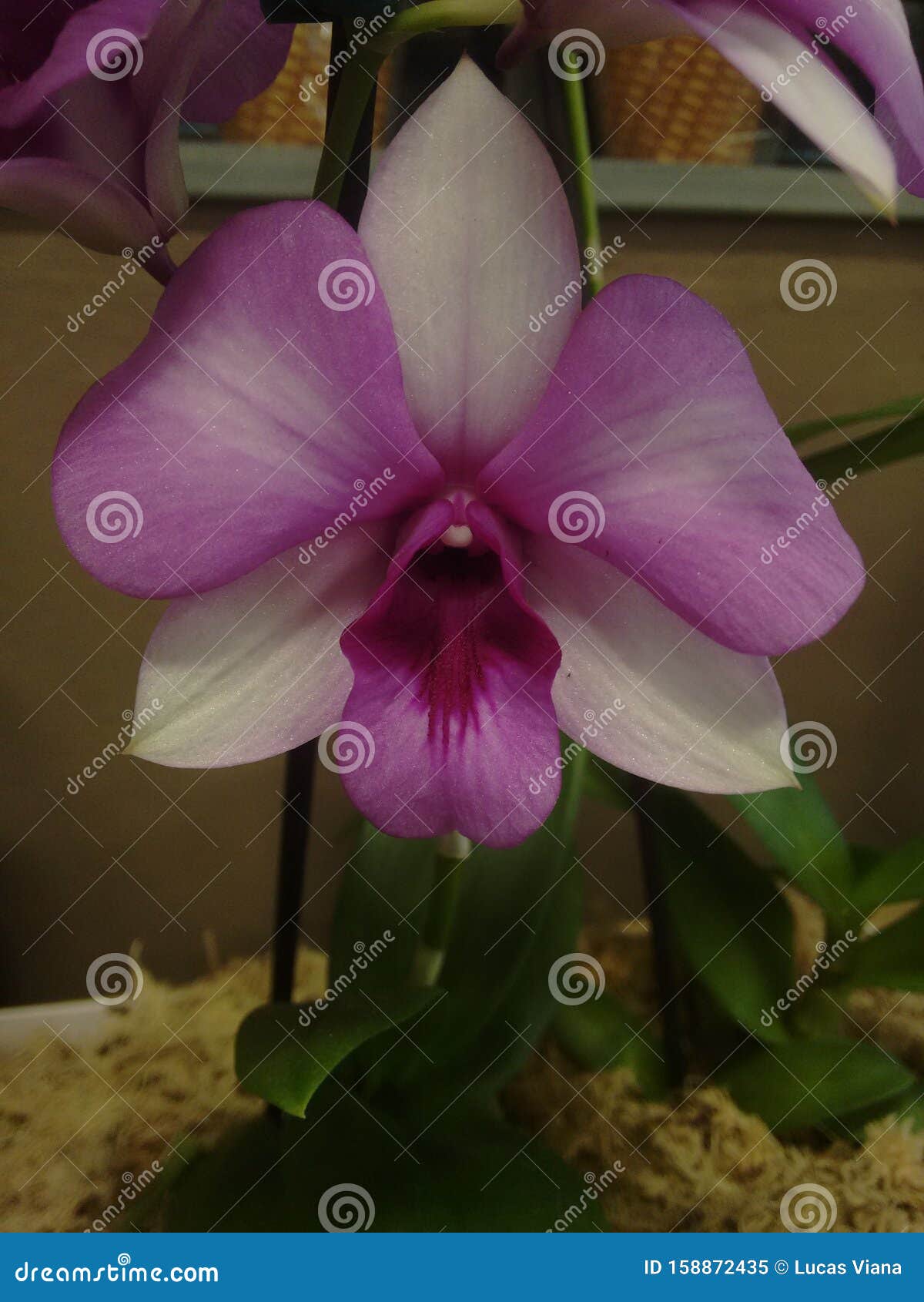 Orchidea stock image. Image of spring, color, orchidea - 158872435